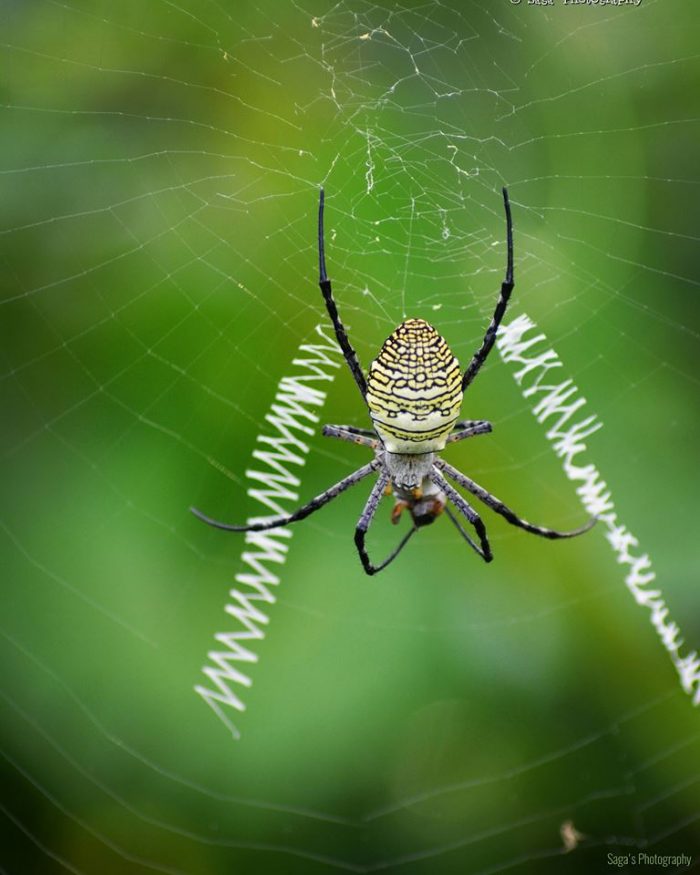 Spider in India - We Said Go Travel